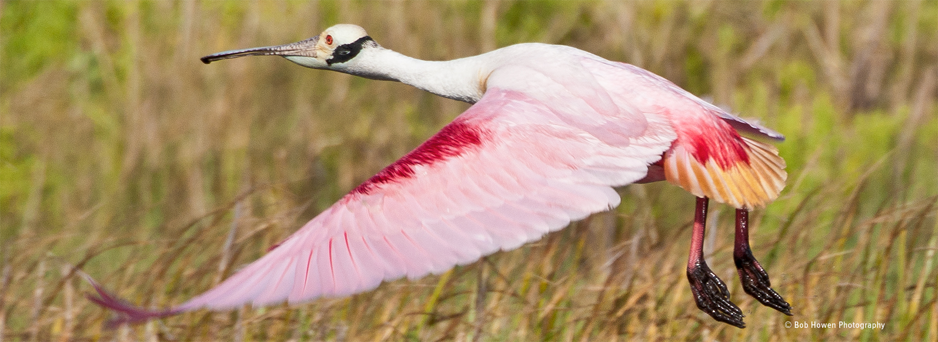 Lone Star Coastal Tourist Destinations | Lone Star Coastal Alliance